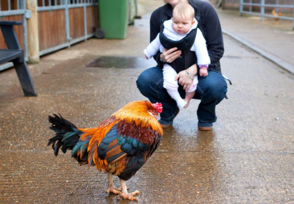 The Best Places to See Animals in London