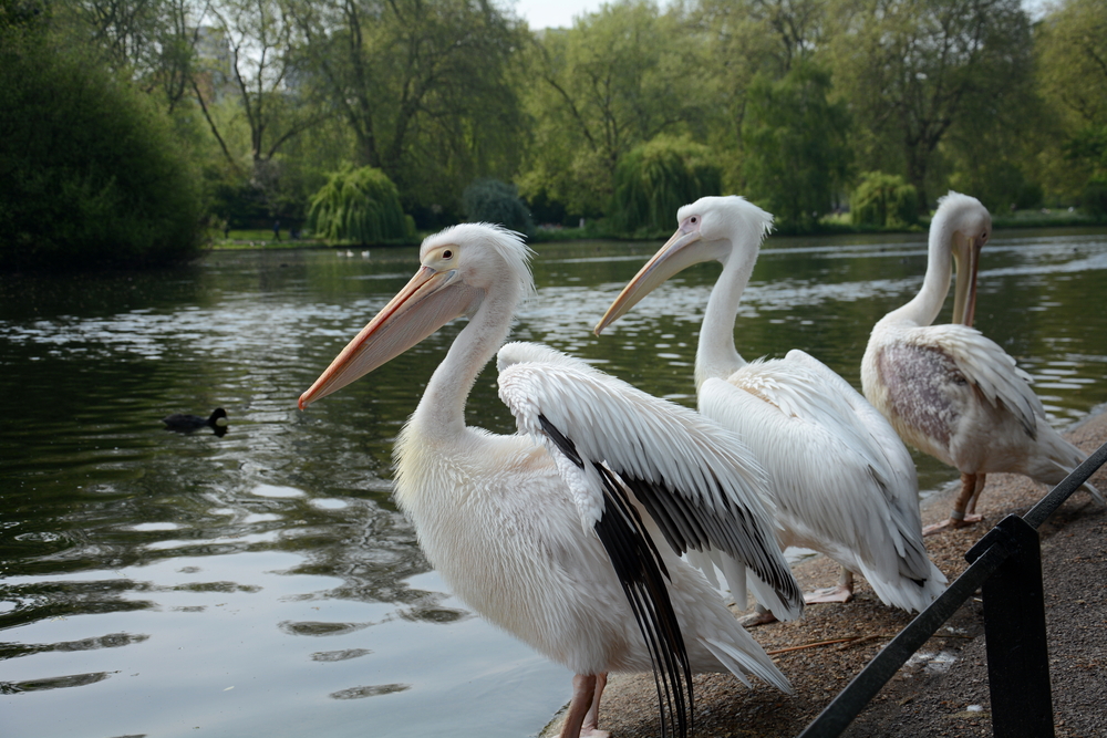 Where To See Animals in London